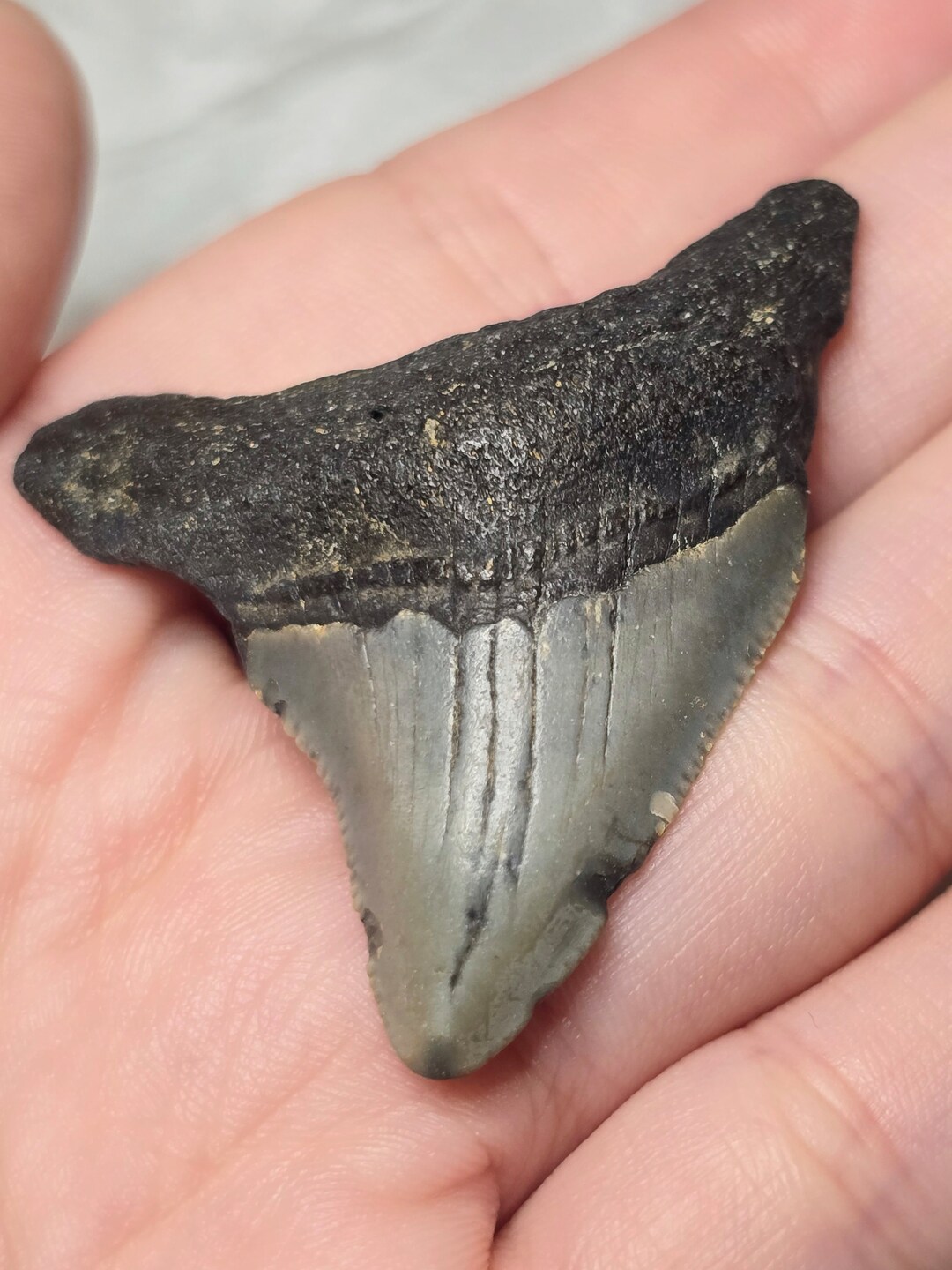Small Megalodon Tooth, Ancient Shark Fossil, Jewelry Supply, Collector ...