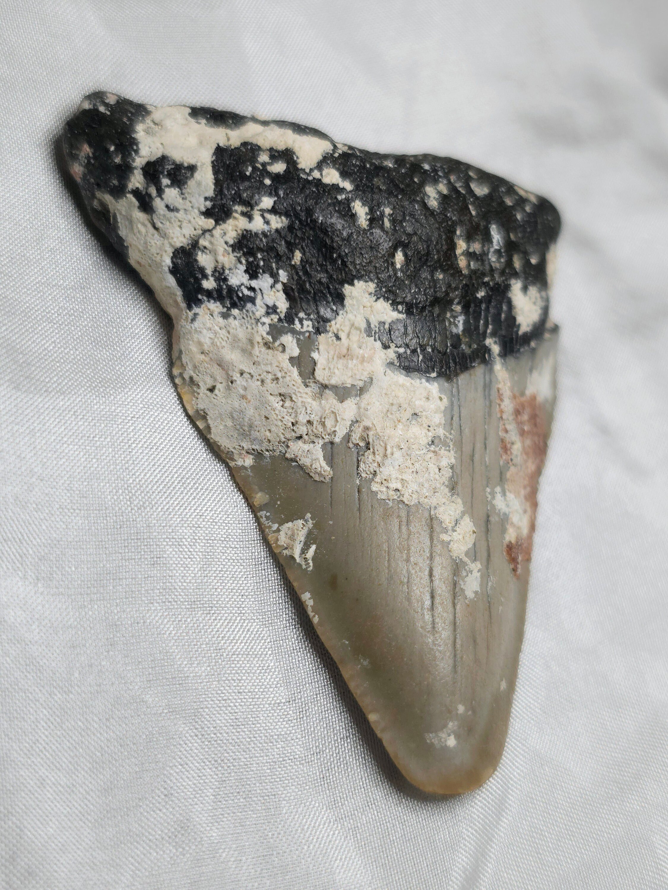 Megalodon Tooth, Ancient Shark Fossil - Etsy