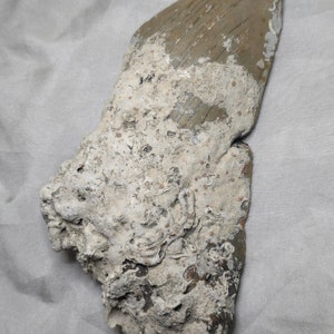Large Megalodon Tooth, Ancient Shark Fossil - Etsy