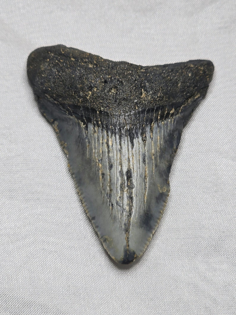 Megalodon Tooth, Ancient Shark Fossil - Etsy