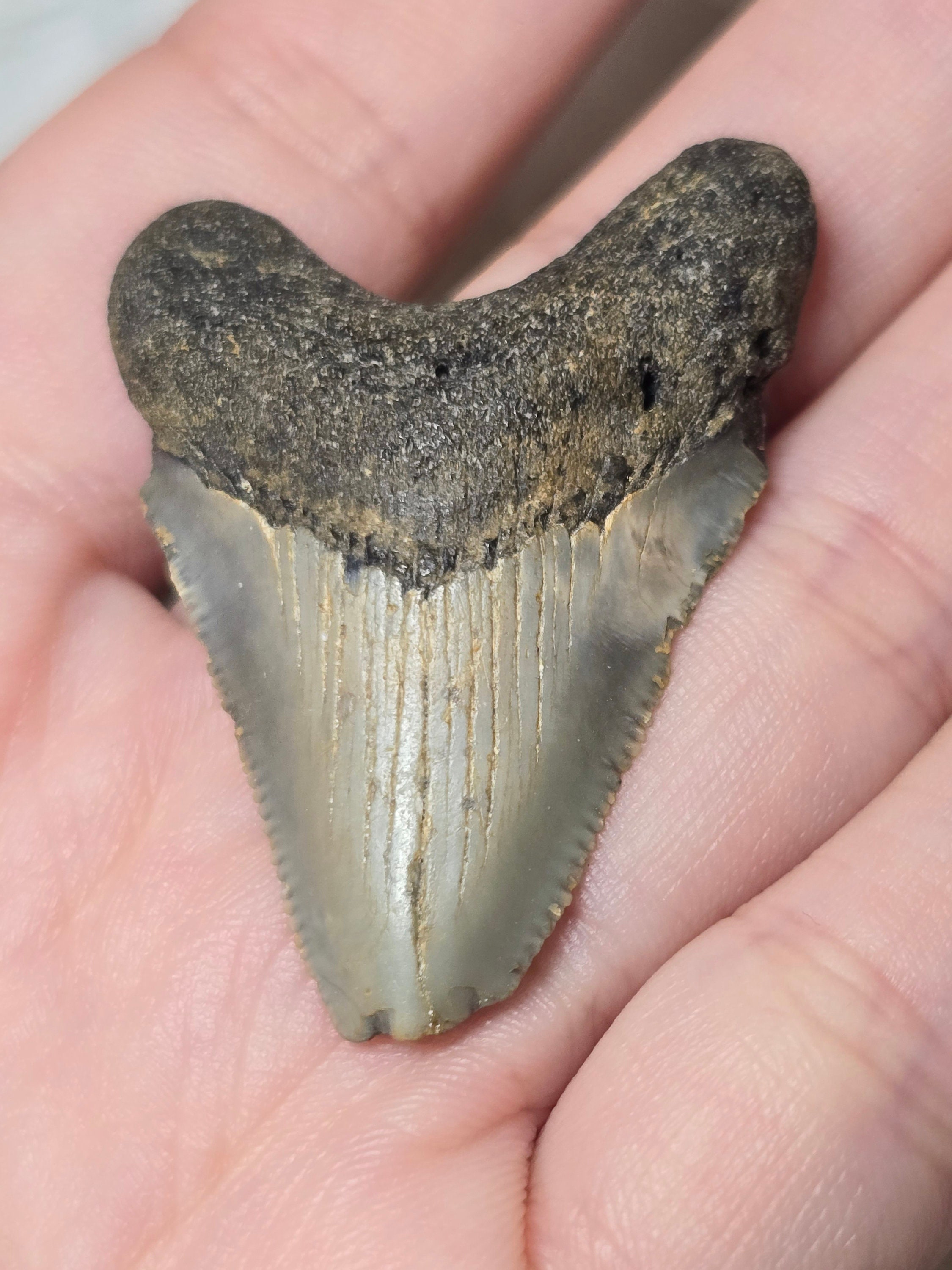 Megalodon Tooth, Ancient Shark Fossil - Etsy