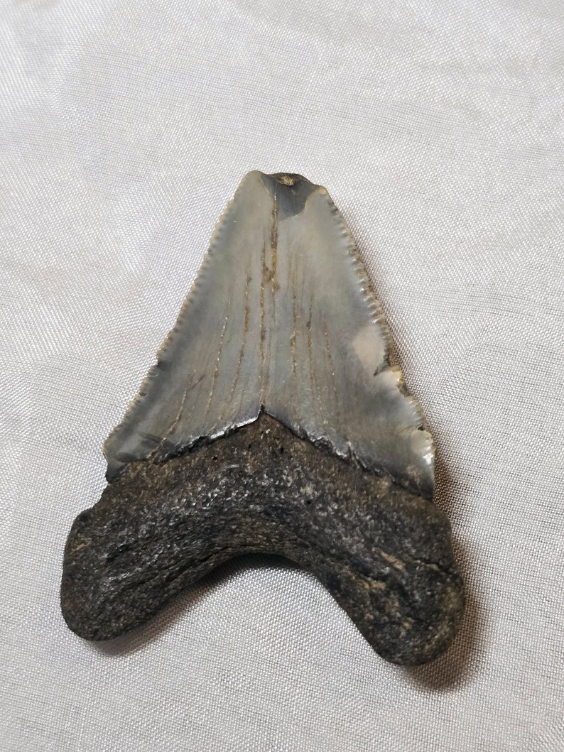Megalodon Tooth, Ancient Shark Fossil - Etsy