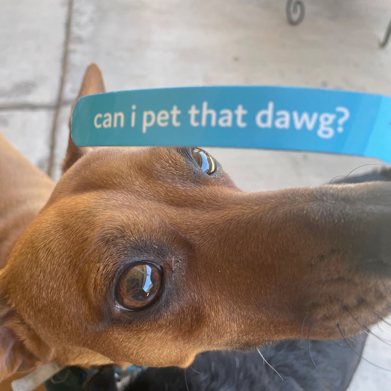Can I Pet That Dog Sticker, Meme Sticker, Vinyl Sticker - Etsy