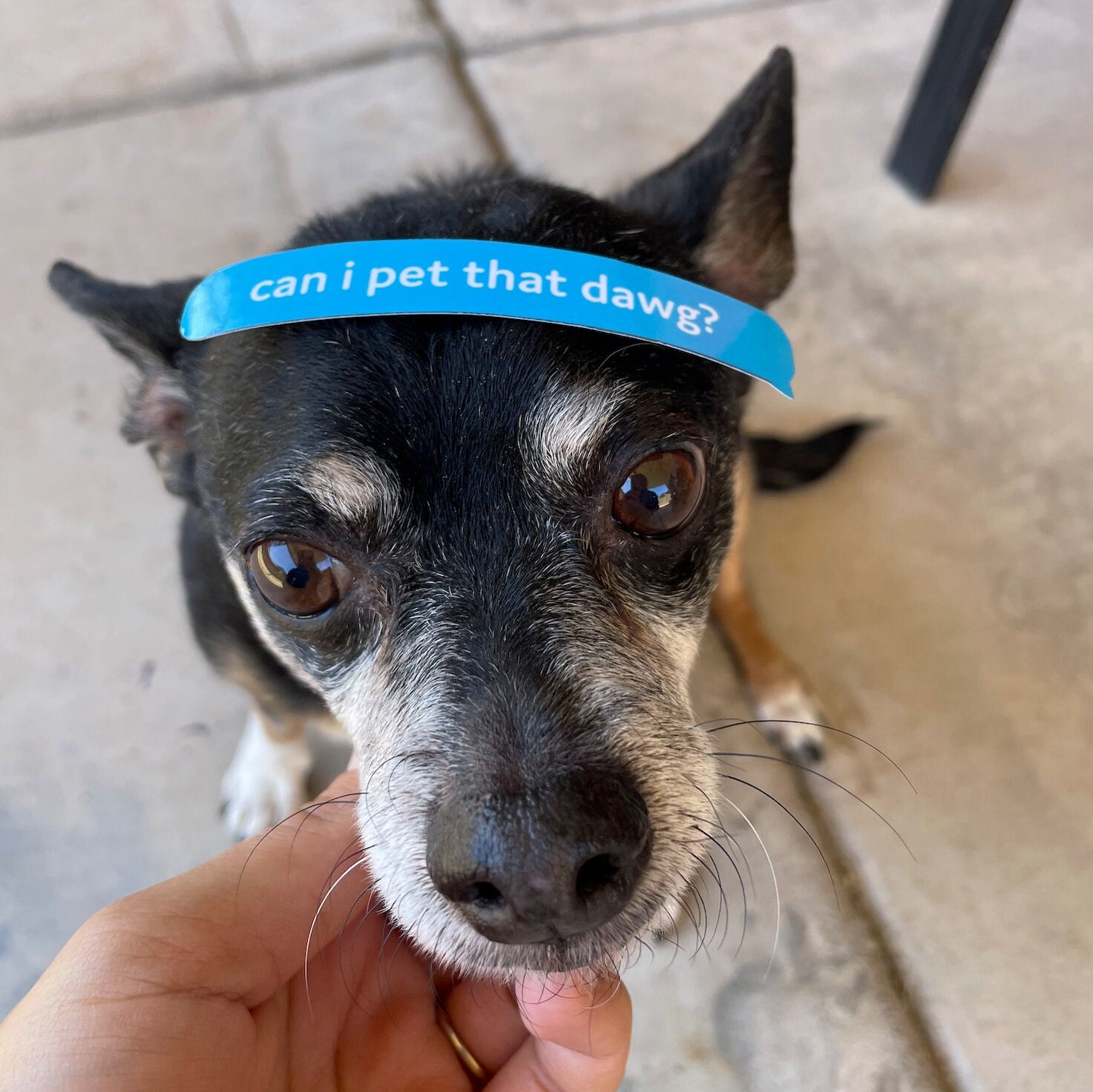 Can I Pet That Dog Sticker, Meme Sticker, Vinyl Sticker - Etsy