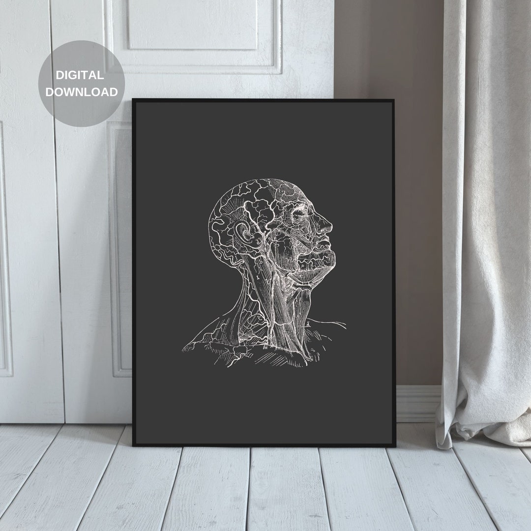 Human Anatomy Print, Head and Neck Print, Printable Wall Art, Vintage ...