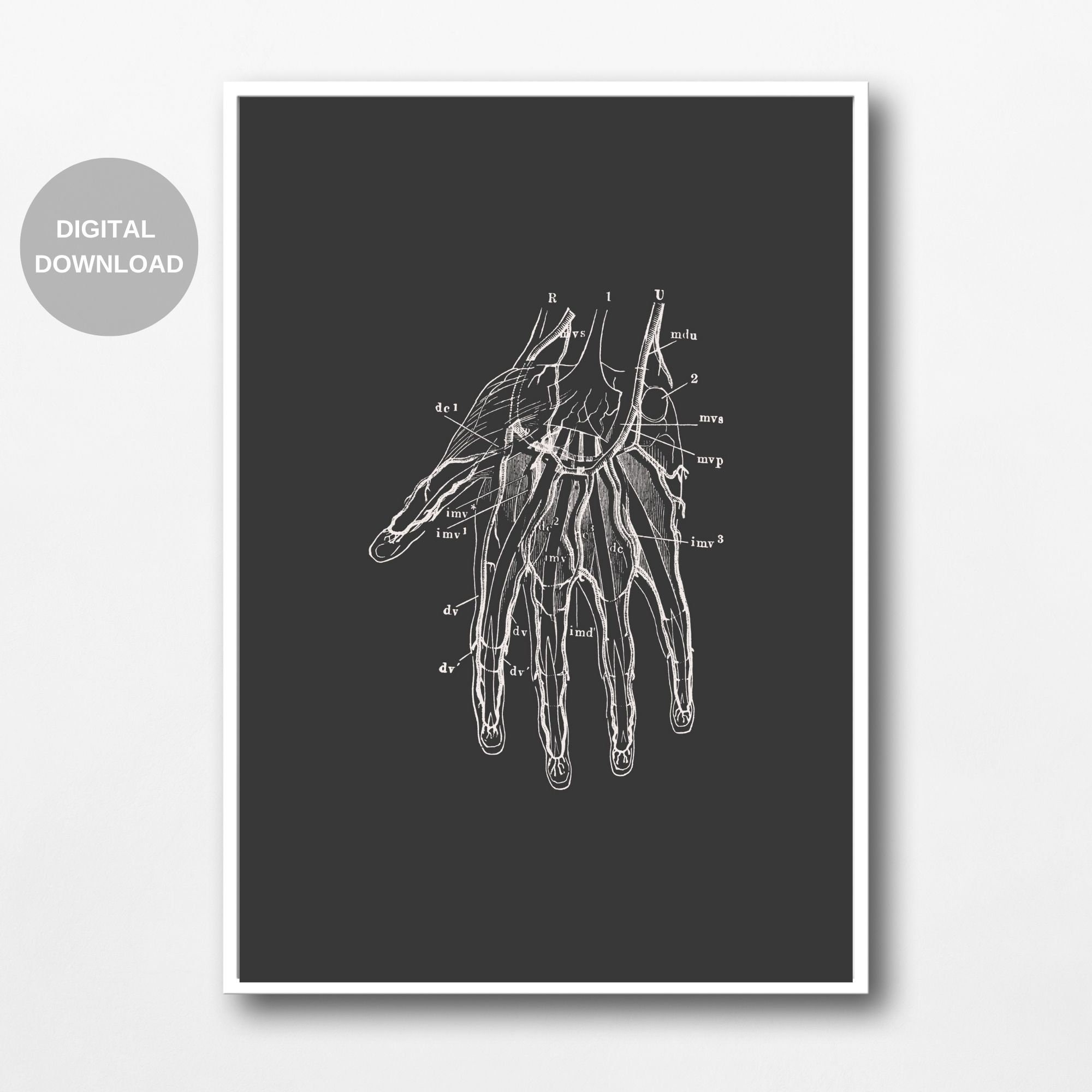 Human Anatomy Print, Hand Print, Printable Wall Art, Vintage Anatomy ...