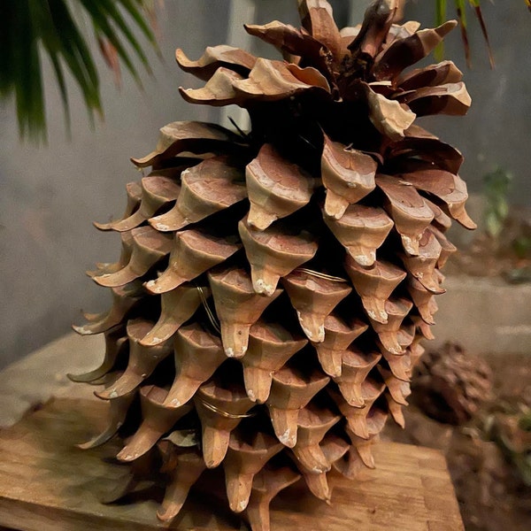 Large Pine Cones - Etsy