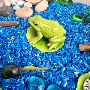 Pond Life Cycle Sensory Kit and Water Play - Etsy