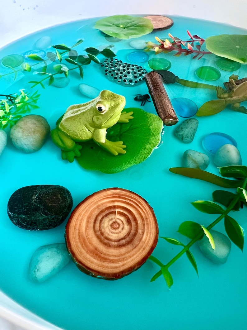 Pond Life Cycle Sensory Kit and Water Play - Etsy