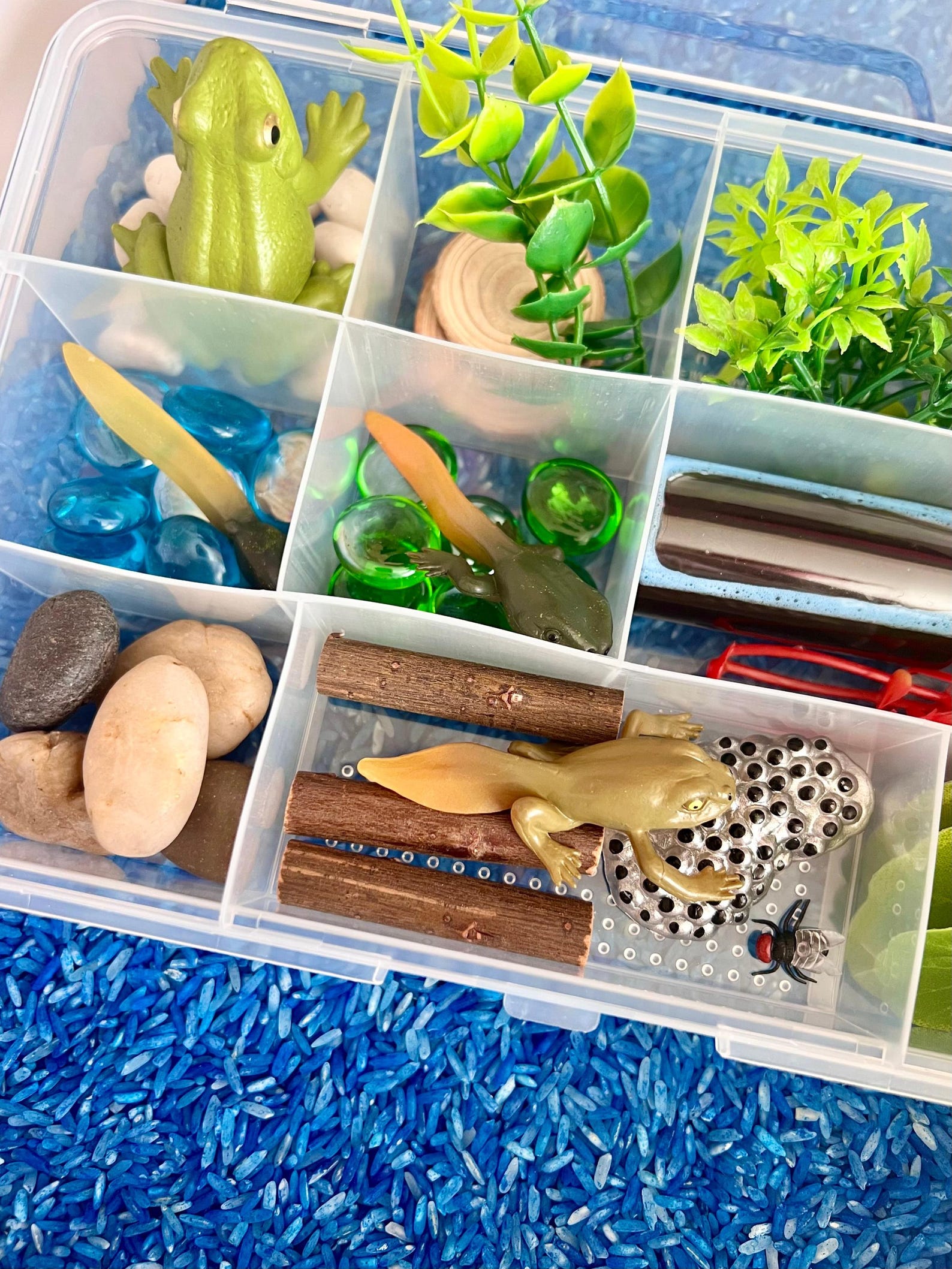 Pond Life Cycle Sensory Kit and Water Play - Etsy