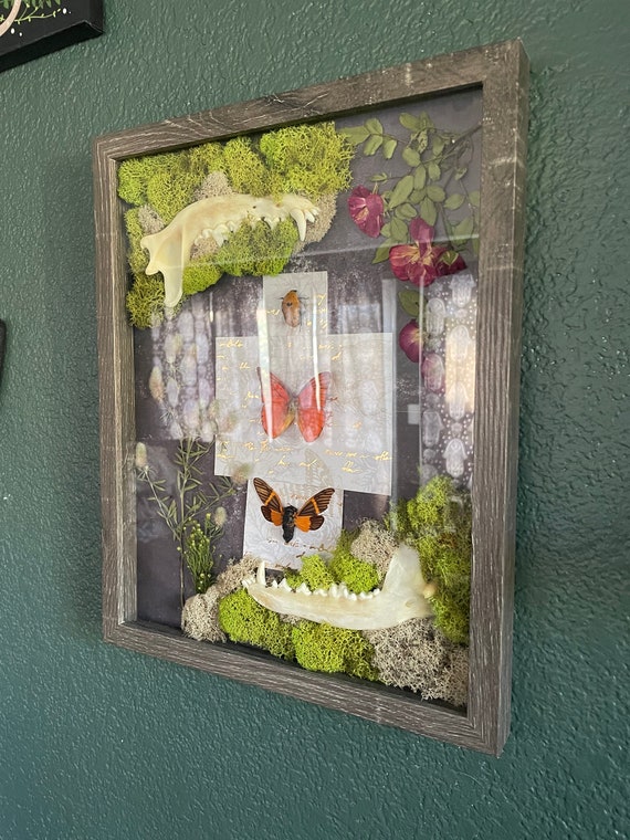 Insect Display - Etsy