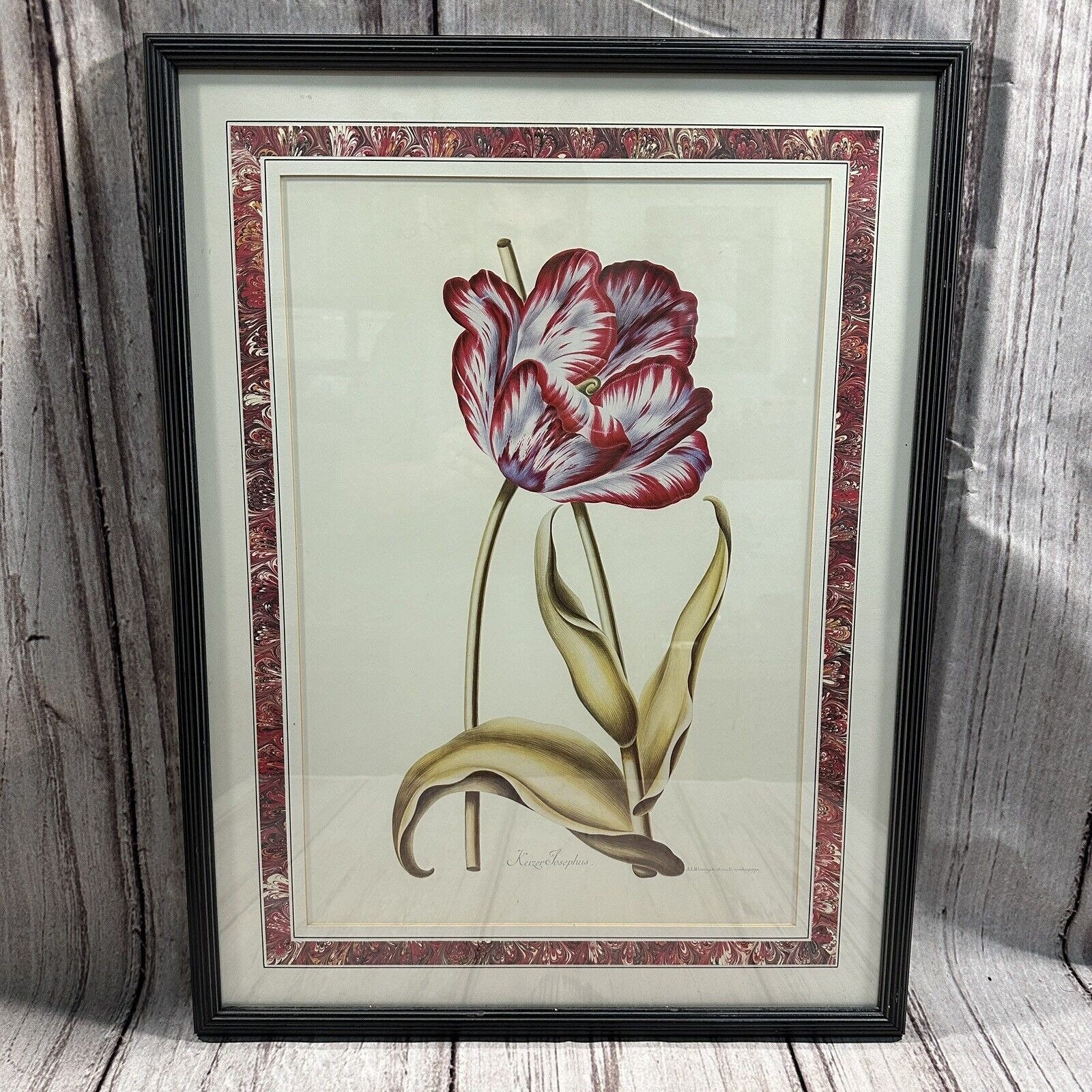 Adam Ludwig Wirsing TULIP Botanical Flower Floral Print 1987 Arial ...