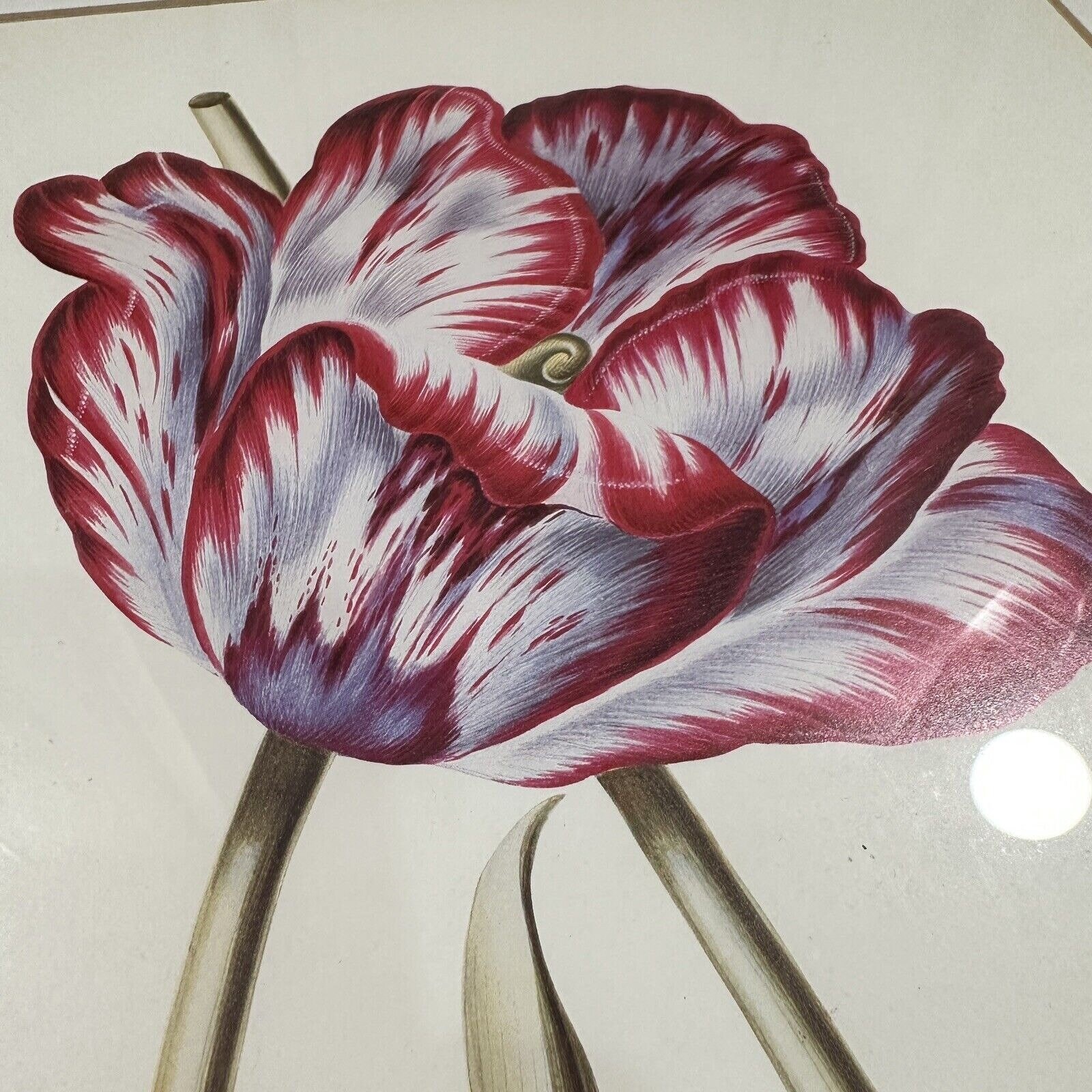 Adam Ludwig Wirsing TULIP Botanical Flower Floral Print 1987 Arial ...