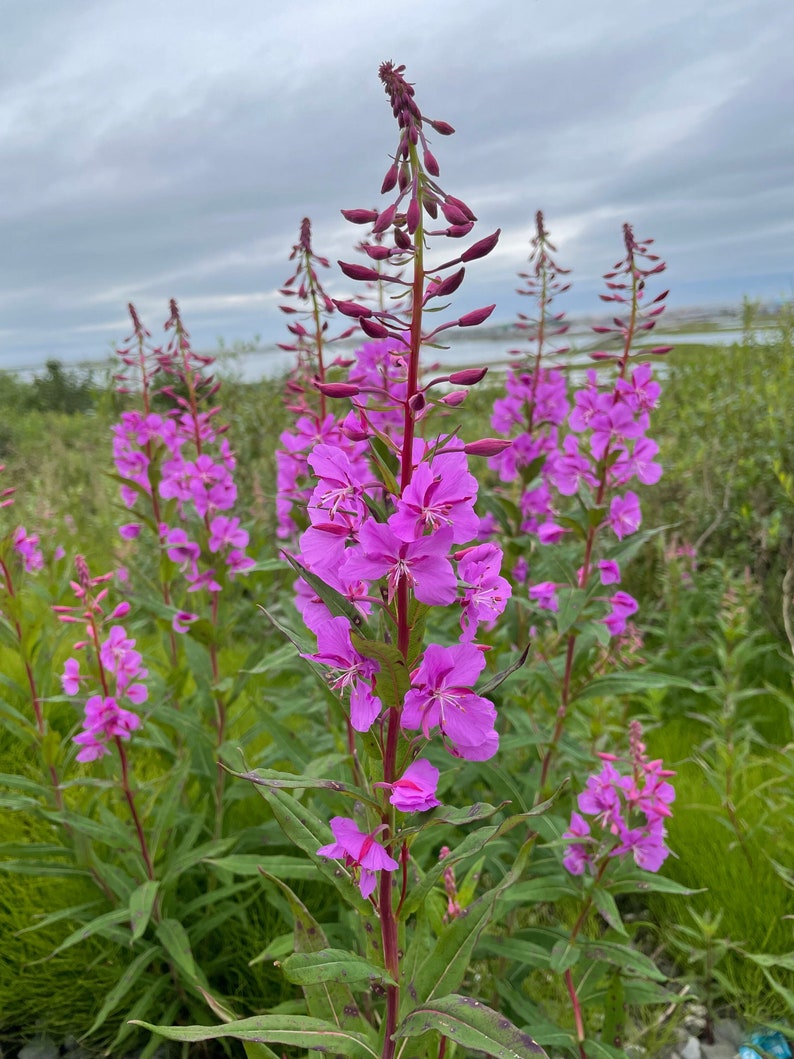 Alaskan Fireweed Flower on Tundra - Etsy