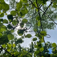Dandelion Sunset - Etsy