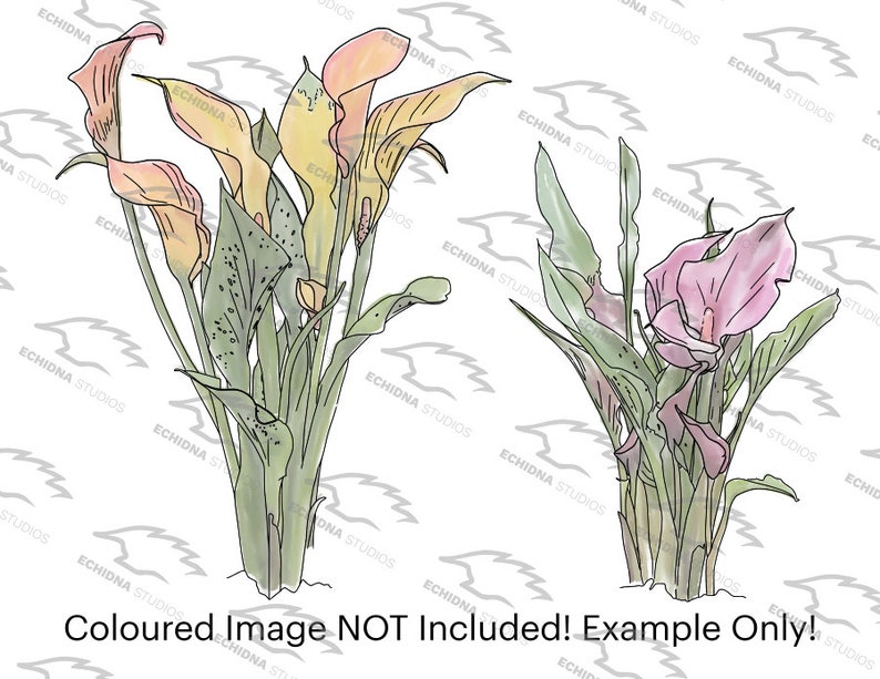 Calla Lilies Digital Stamp (svg, Png, Pdf, Jpg) Instant Download, Digi ...