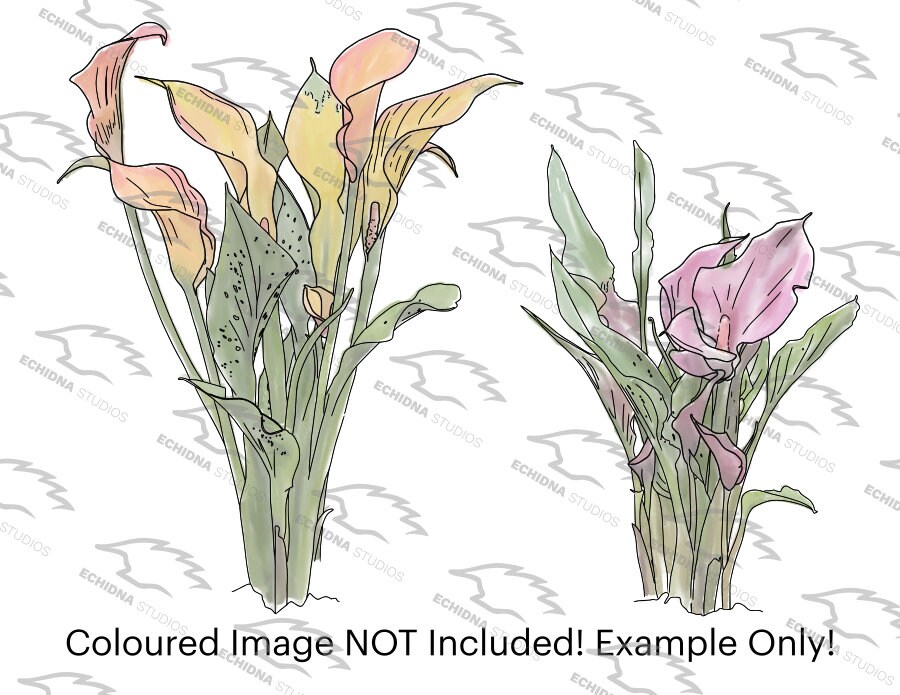 Calla Lilies Digital Stamp (svg, Png, Pdf, Jpg) Instant Download, Digi ...
