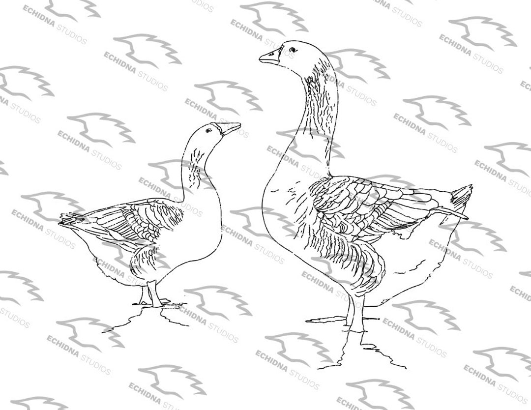 Standing Ducks Digital Stamps (svg, Png, Pdf, Jpg) - Etsy