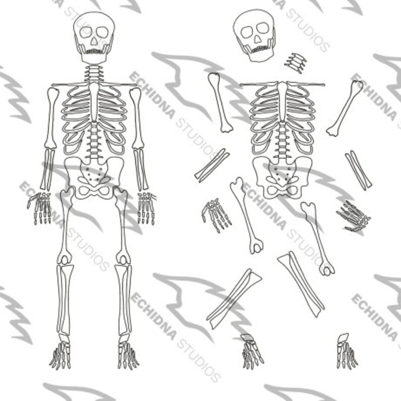 Skeleton Digital Stamp (full Skeleton and Separate Bone Files!) - Etsy ...