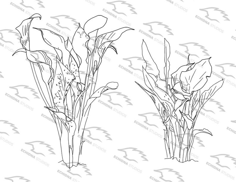 Calla Lilies Digital Stamp (svg, Png, Pdf, Jpg) Instant Download, Digi ...