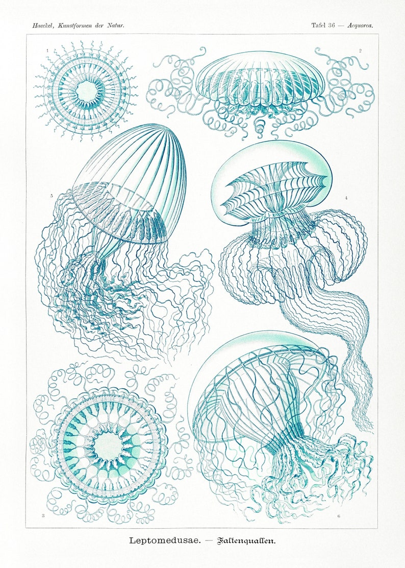Botanical Illustration Wall Art Leptomedusae–faltenquallen From ...
