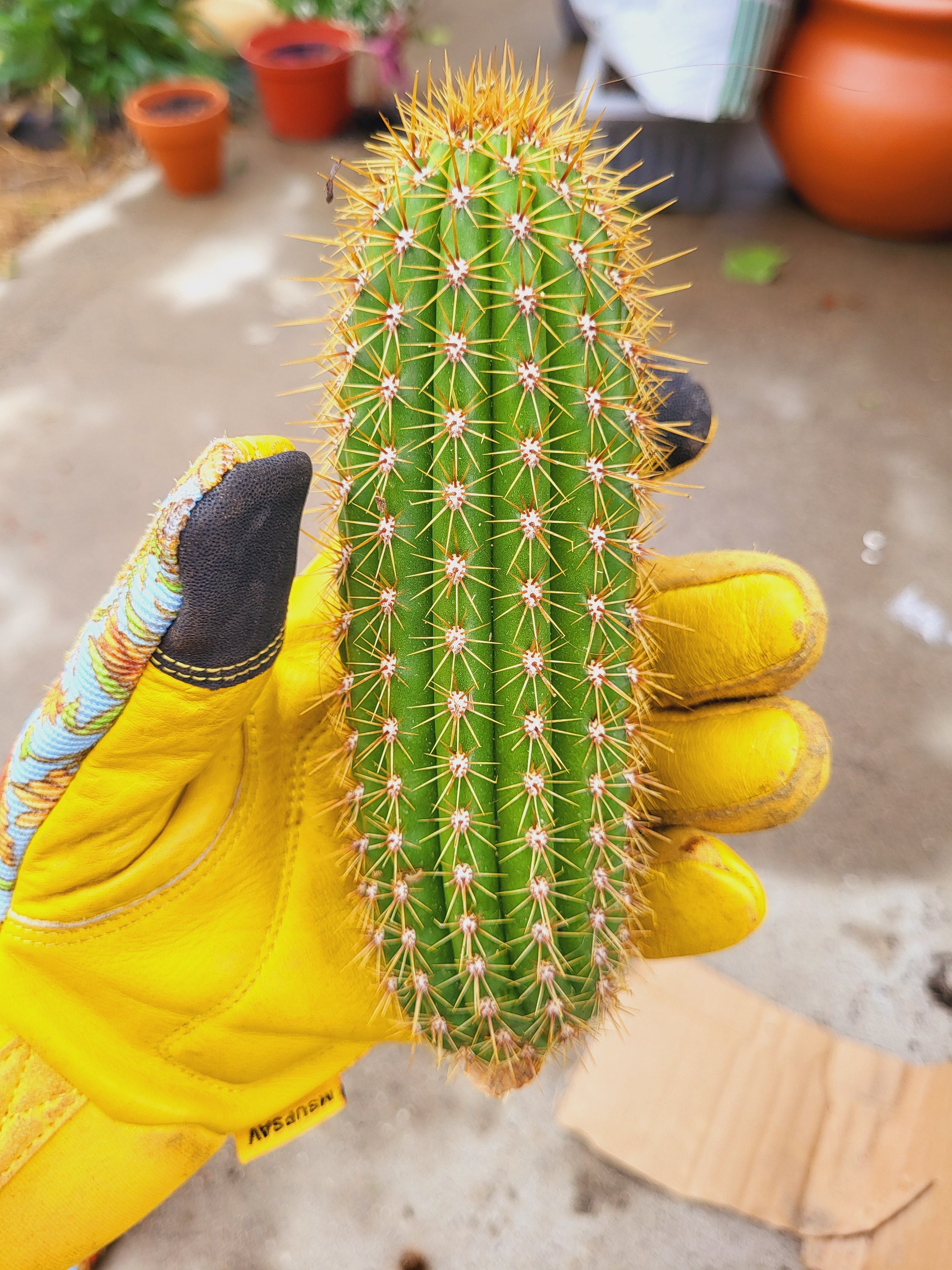 Trichocereus Golden Torch Cactus Plant - Etsy