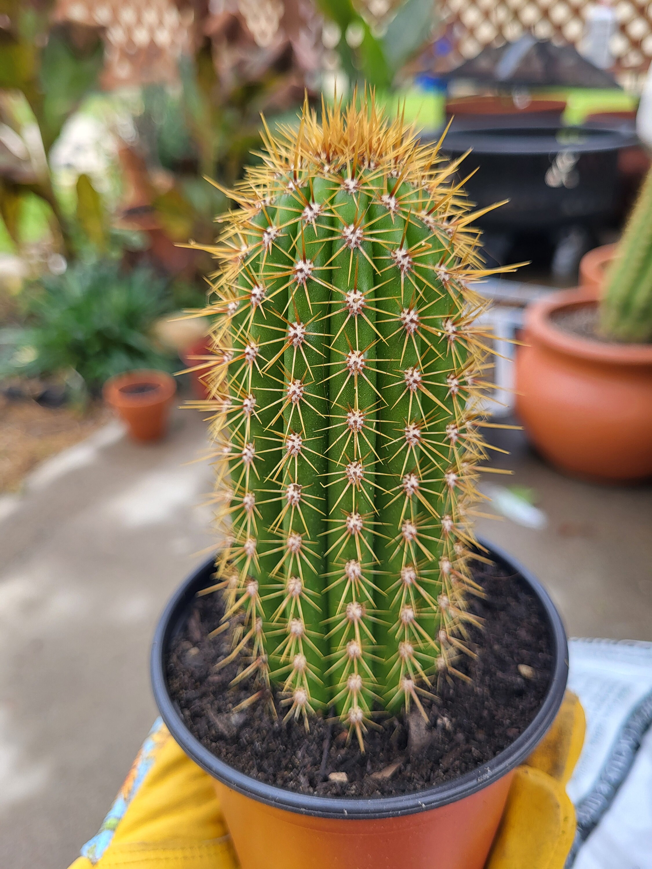 Trichocereus Golden Torch Cactus Plant - Etsy