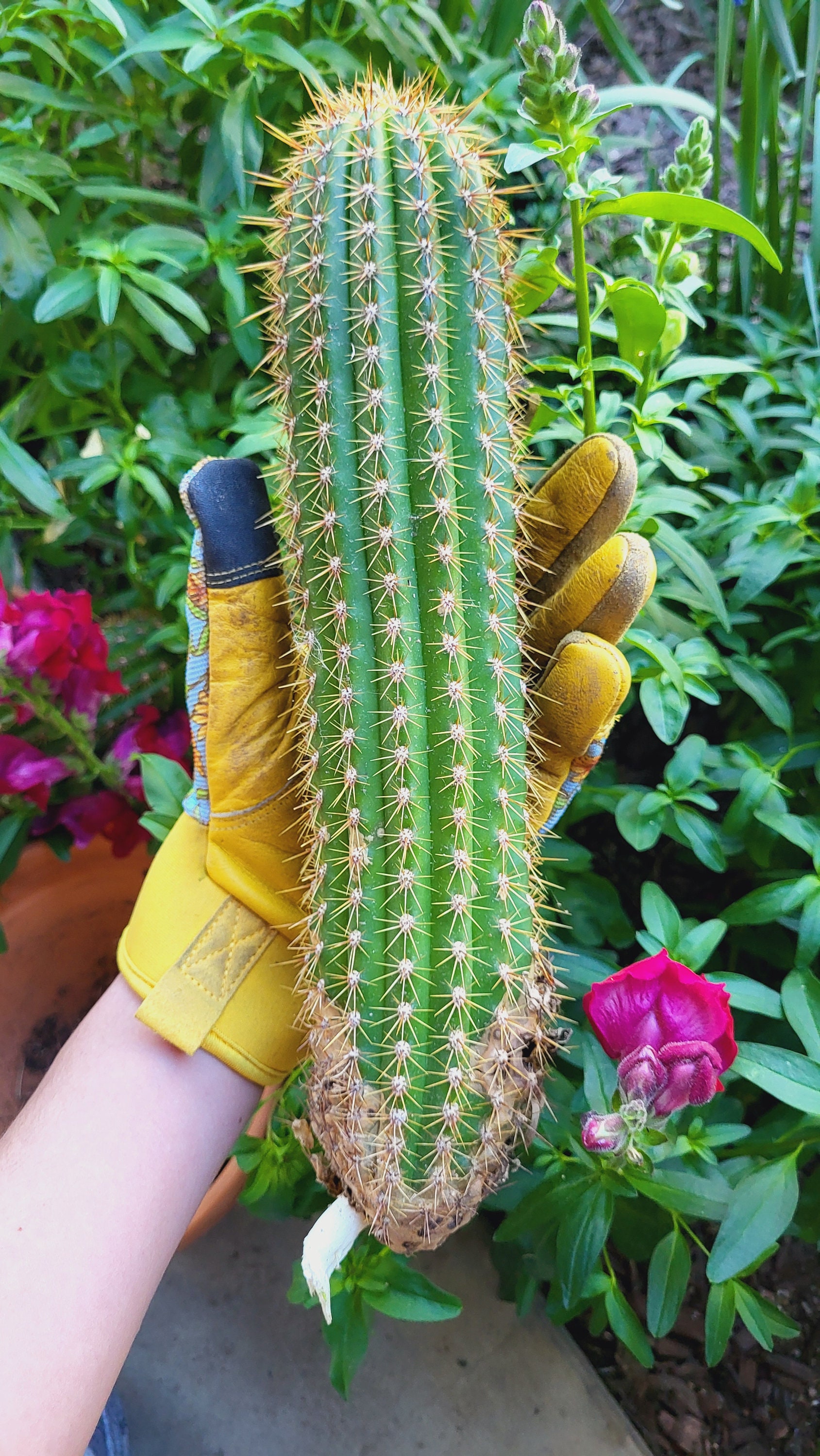 Trichocereus Golden Torch Cactus Plant - Etsy