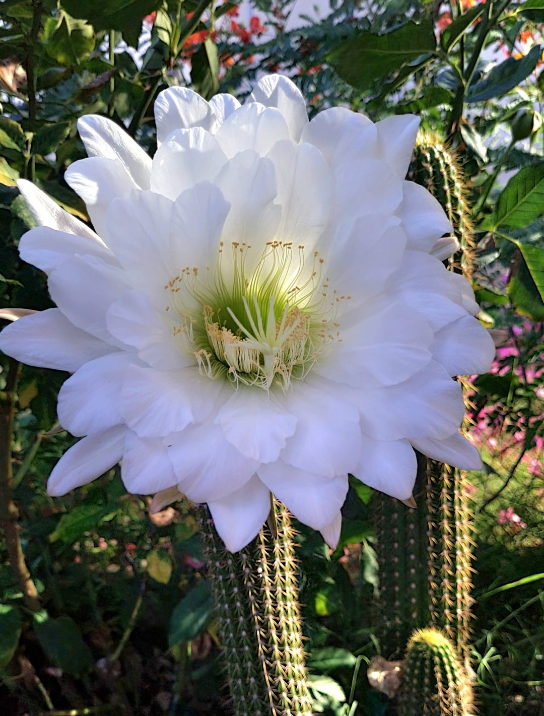 Trichocereus Golden Torch Cactus Plant - Etsy