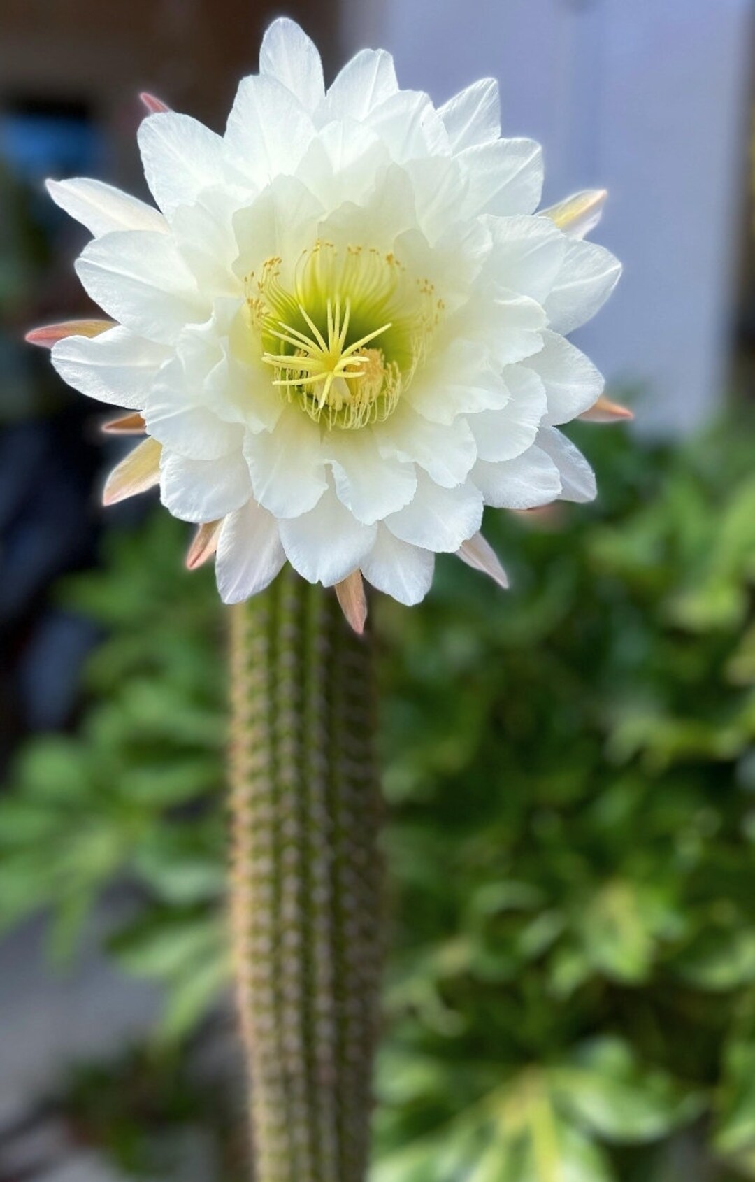 Trichocereus Golden Torch Cactus Plant - Etsy