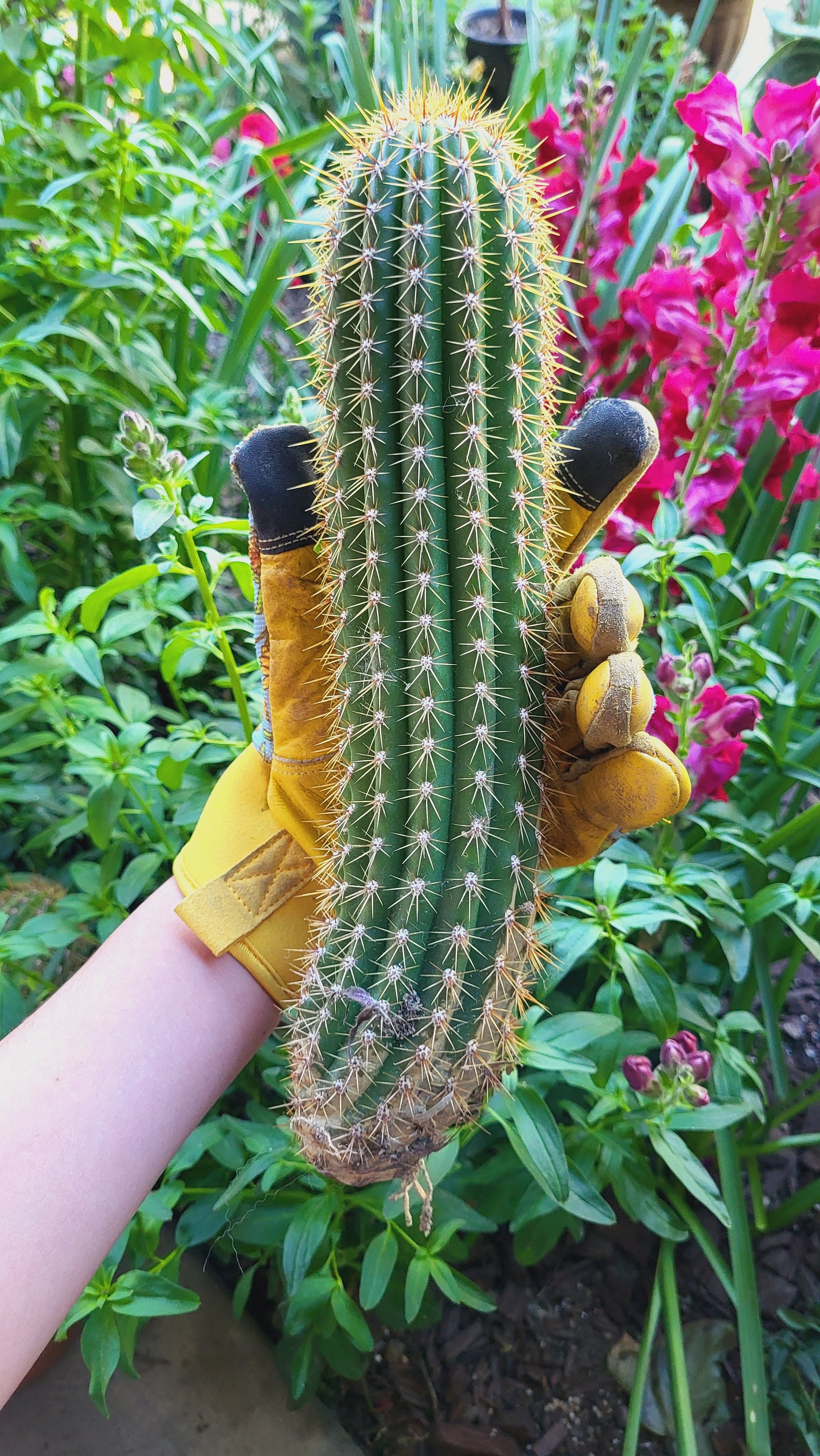 Trichocereus Golden Torch Cactus Plant - Etsy