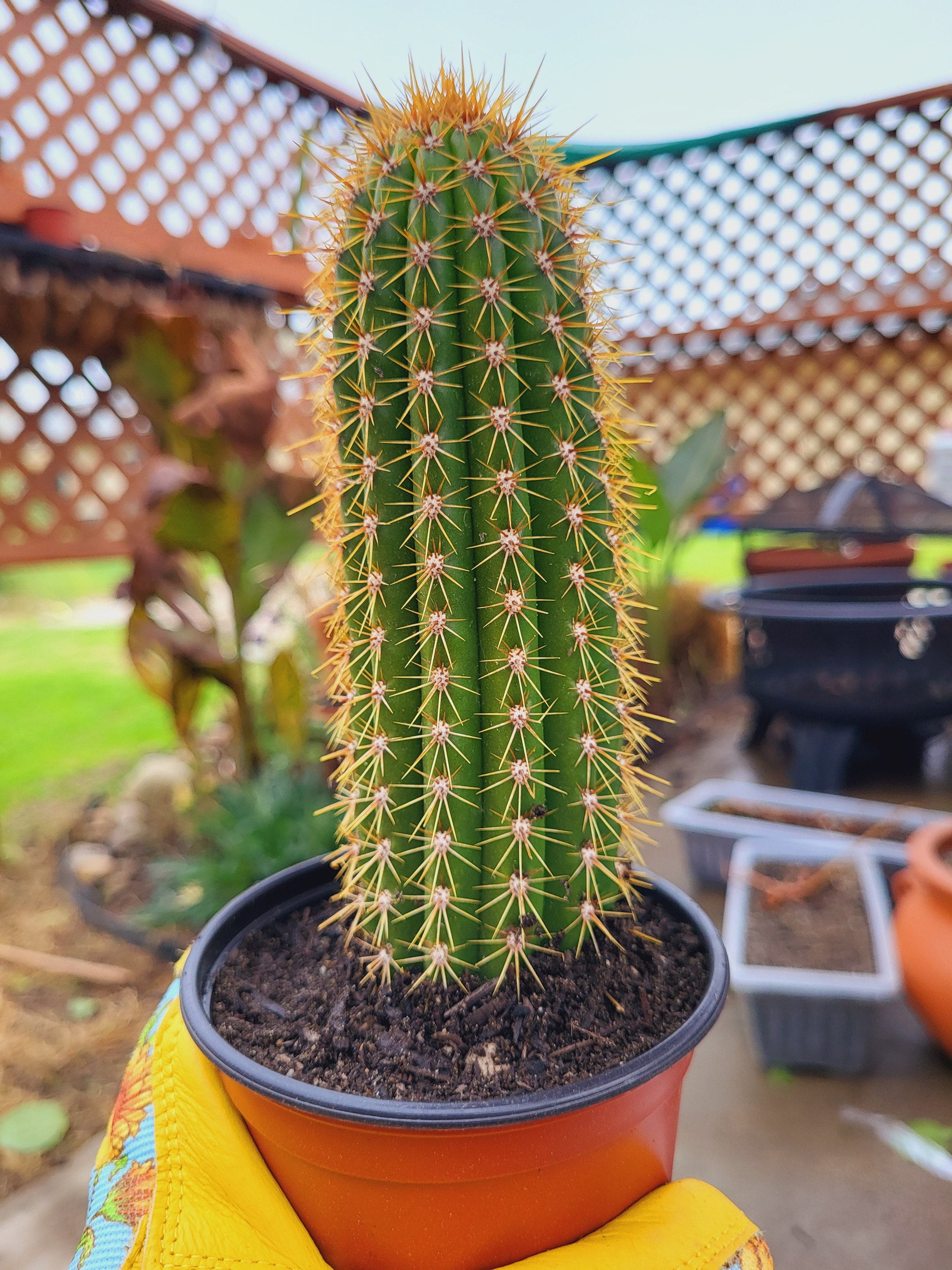 Trichocereus Golden Torch Cactus Plant - Etsy