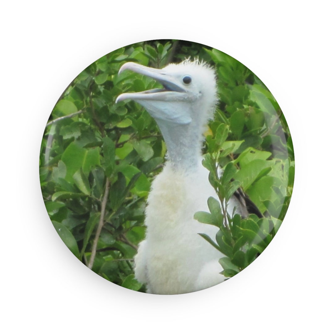Round Animal Magnet - Young Red Footed Booby - Etsy