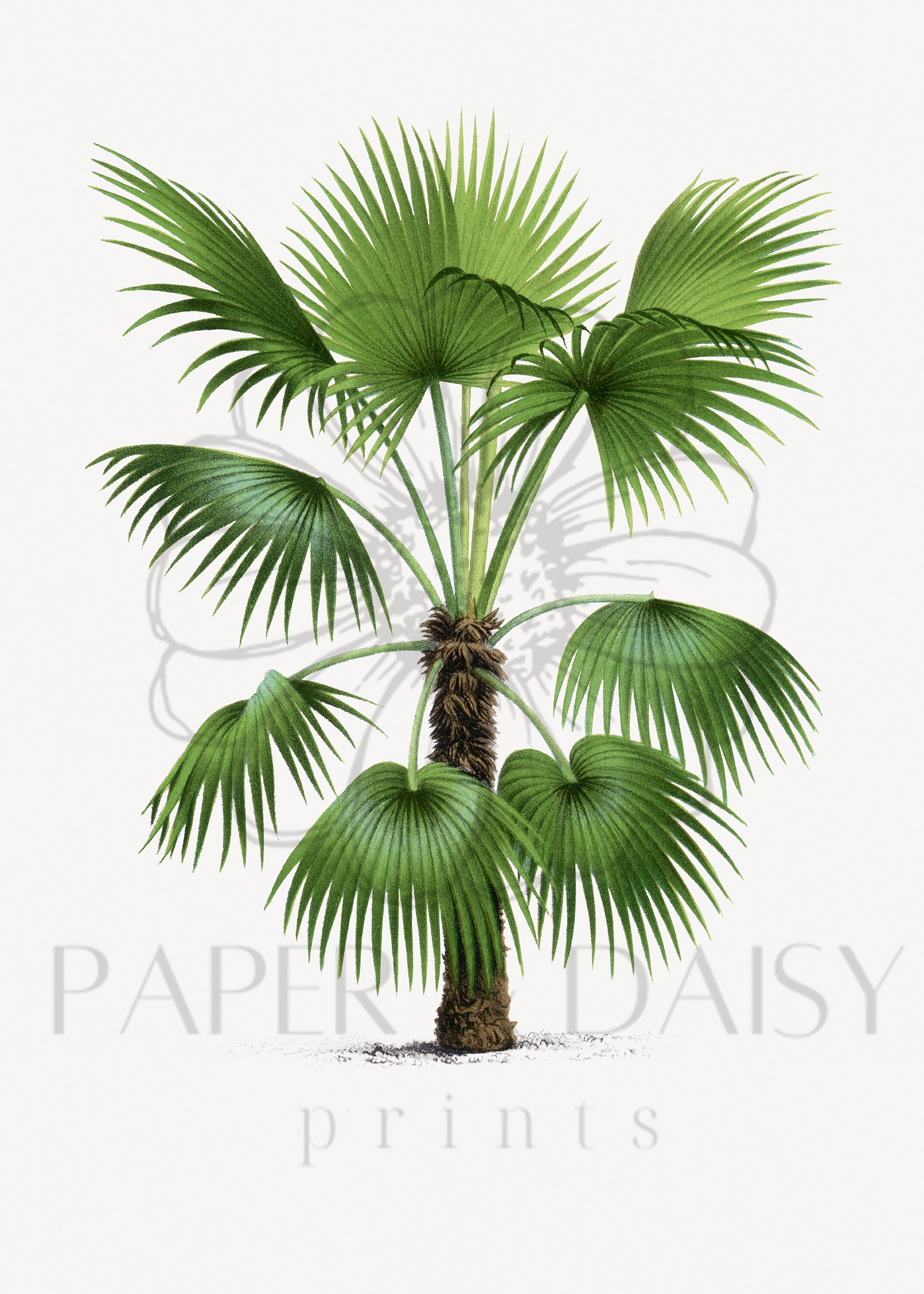 Vintage Palm Palm Tree Illustration Vintage Plant Illustration Palm ...