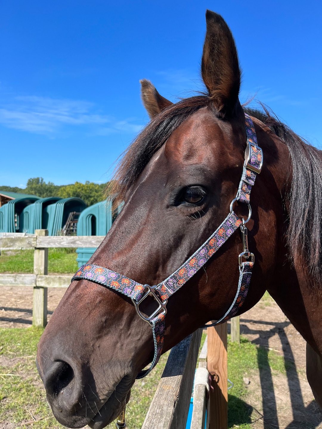 Spider Custom Horse Tack - Etsy