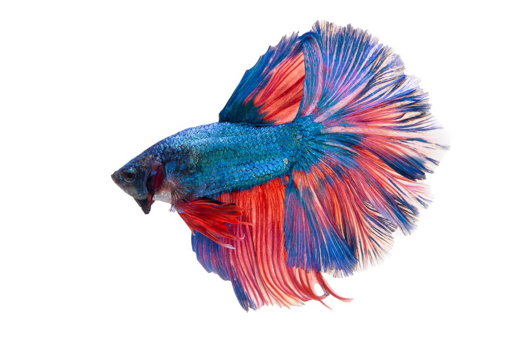 Digital Prints, Digital Download, Colourful Fish, Printable Wall Art ...