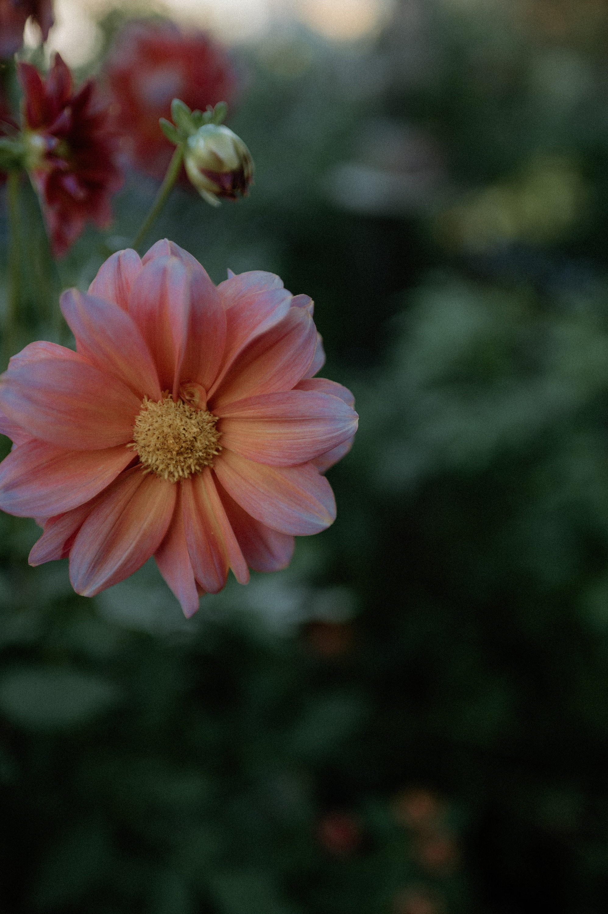 Denver Botanic Gardens Botanical Floral, Original Photography Print - Etsy