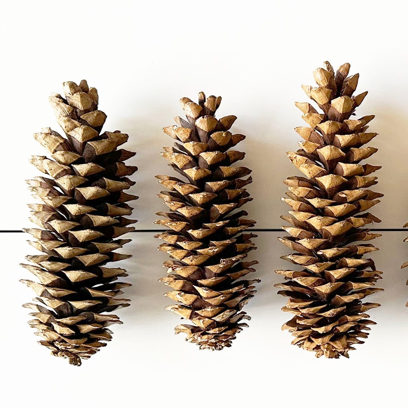 Giant Pine Cone - Etsy