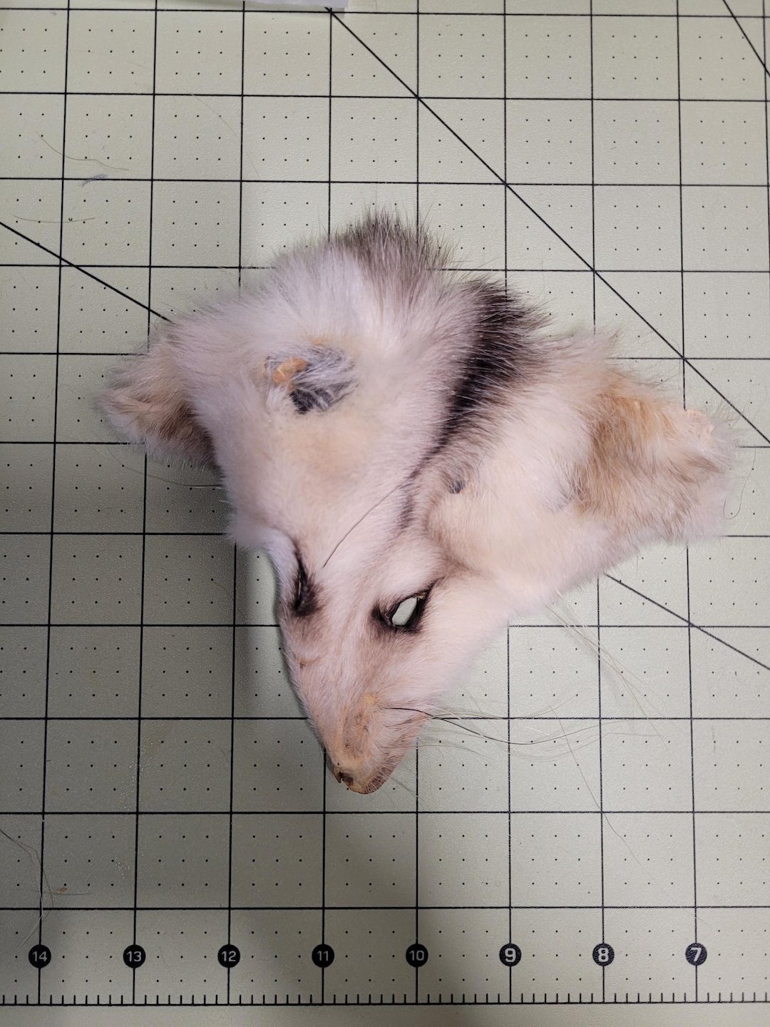 Opossum Face - Etsy