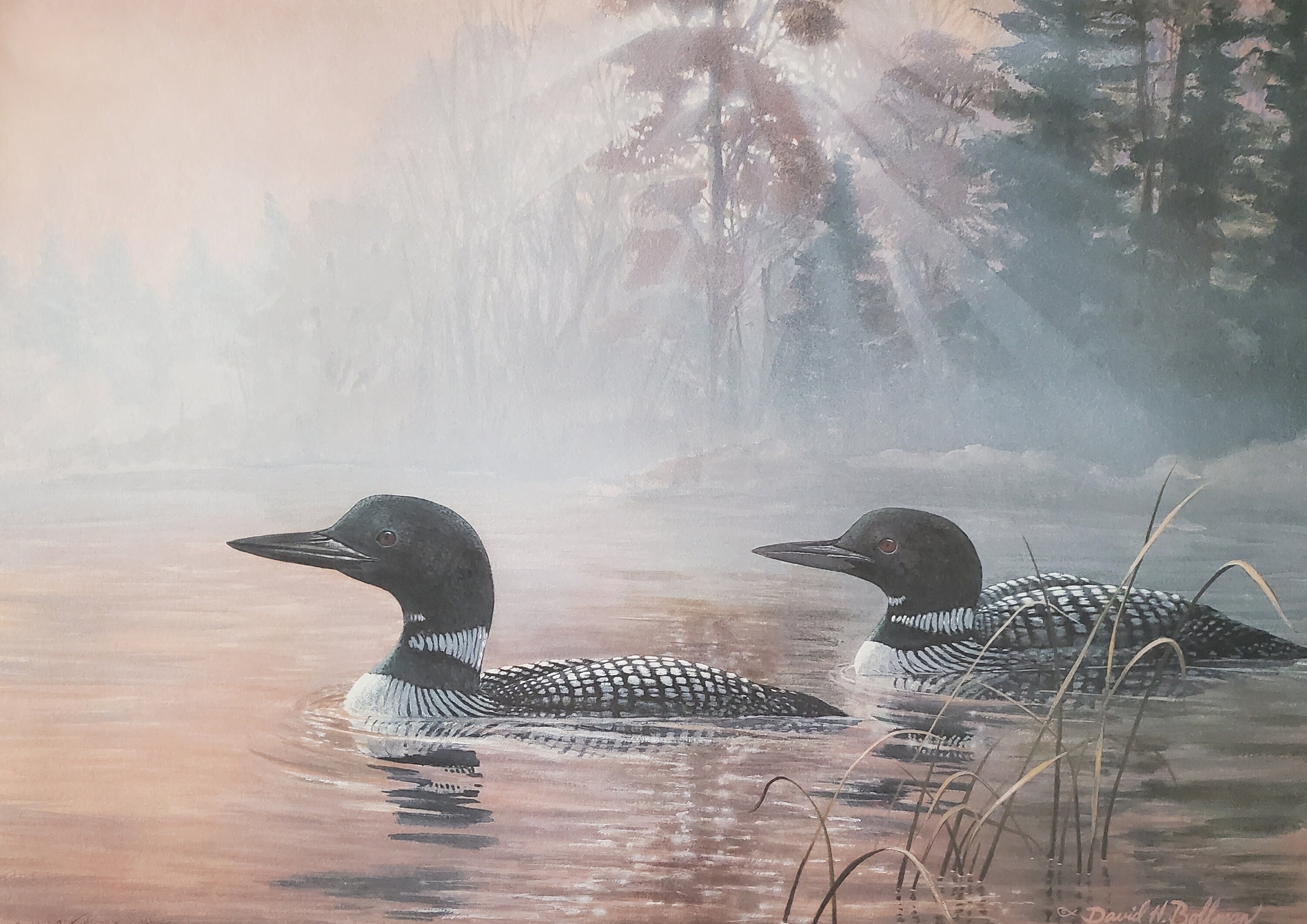 David Bollman Artist Proof Signed Lithograph, Loons on Water - Etsy