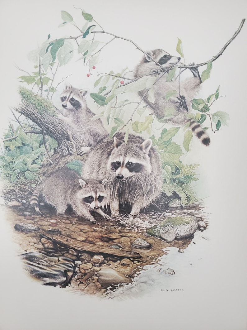 M.G. Loates Vintage Framed Print "raccon Family" - Etsy