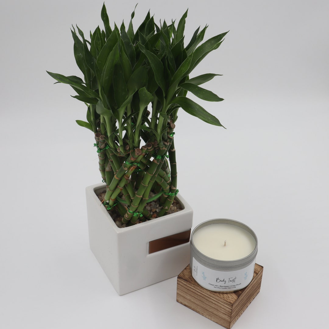 Bamboo Scented Candle Soy Wax Candle Clean Fragrance Tin - Etsy