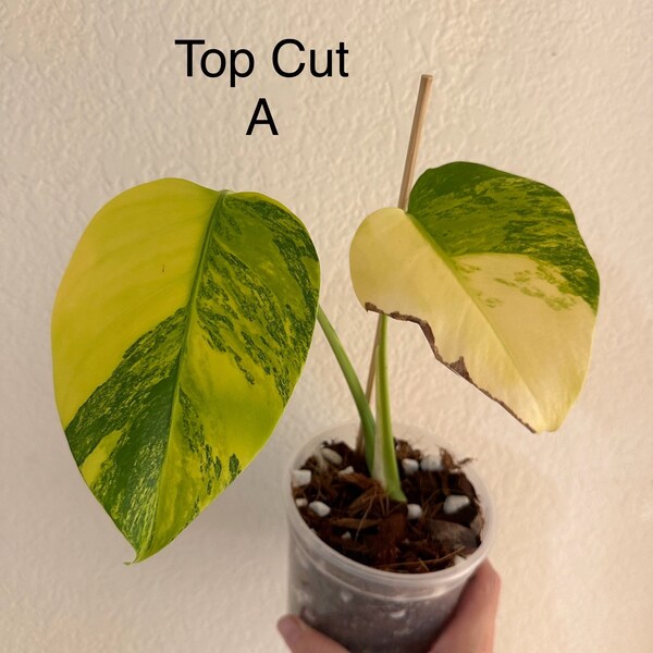 Monstera - Etsy