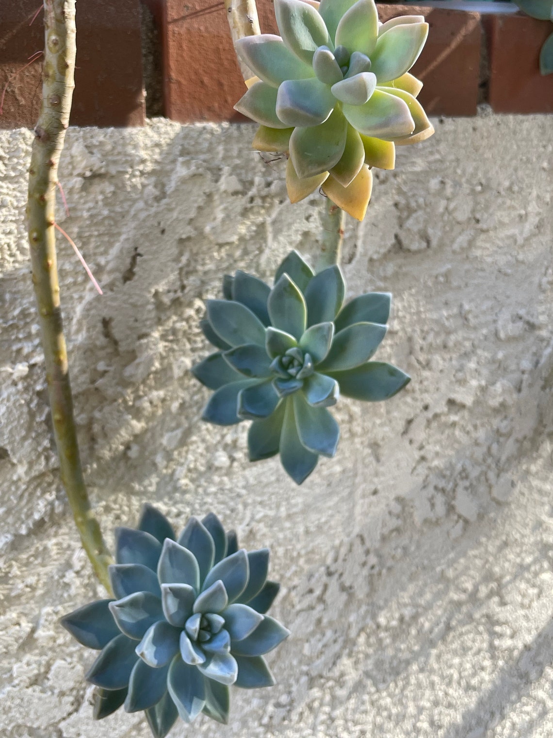 20 Ghost Succulent Leaves for Fast Propagation Graptopetalum ...