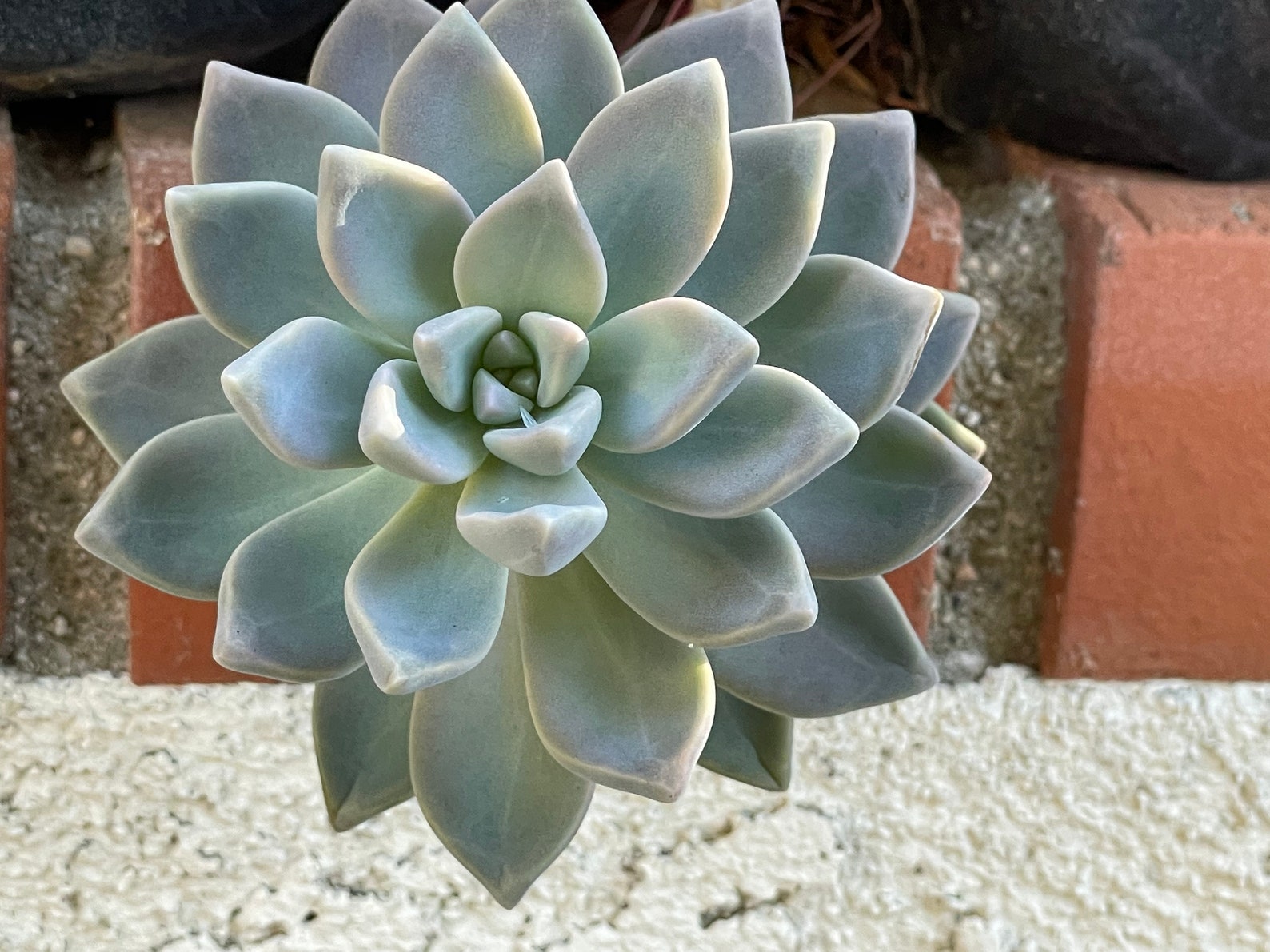 20 Ghost Succulent Leaves for Fast Propagation Graptopetalum ...