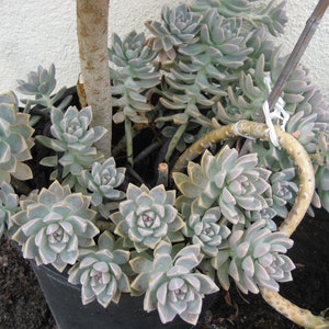 20 Ghost Succulent Leaves for Fast Propagation Graptopetalum ...