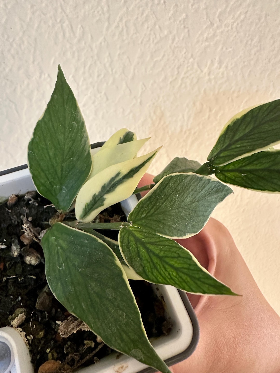 Hoya Polyneura Outer Variegated; Albo Fishtail Hoya; One Node Cutting ...