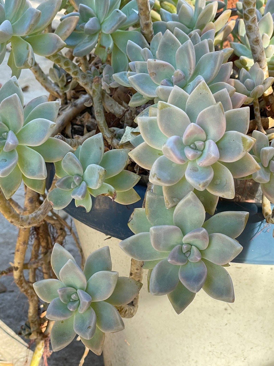 20 Ghost Succulent Leaves for Fast Propagation Graptopetalum ...
