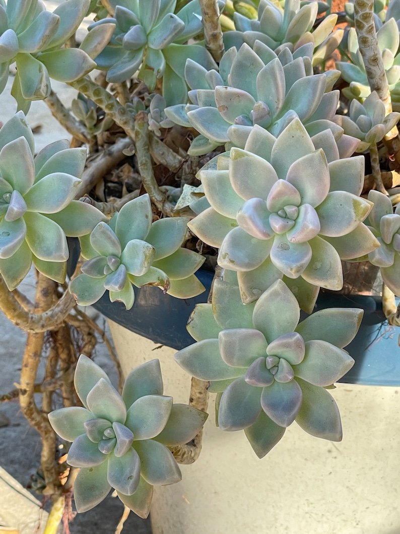 20 Ghost Succulent Leaves for Fast Propagation Graptopetalum ...