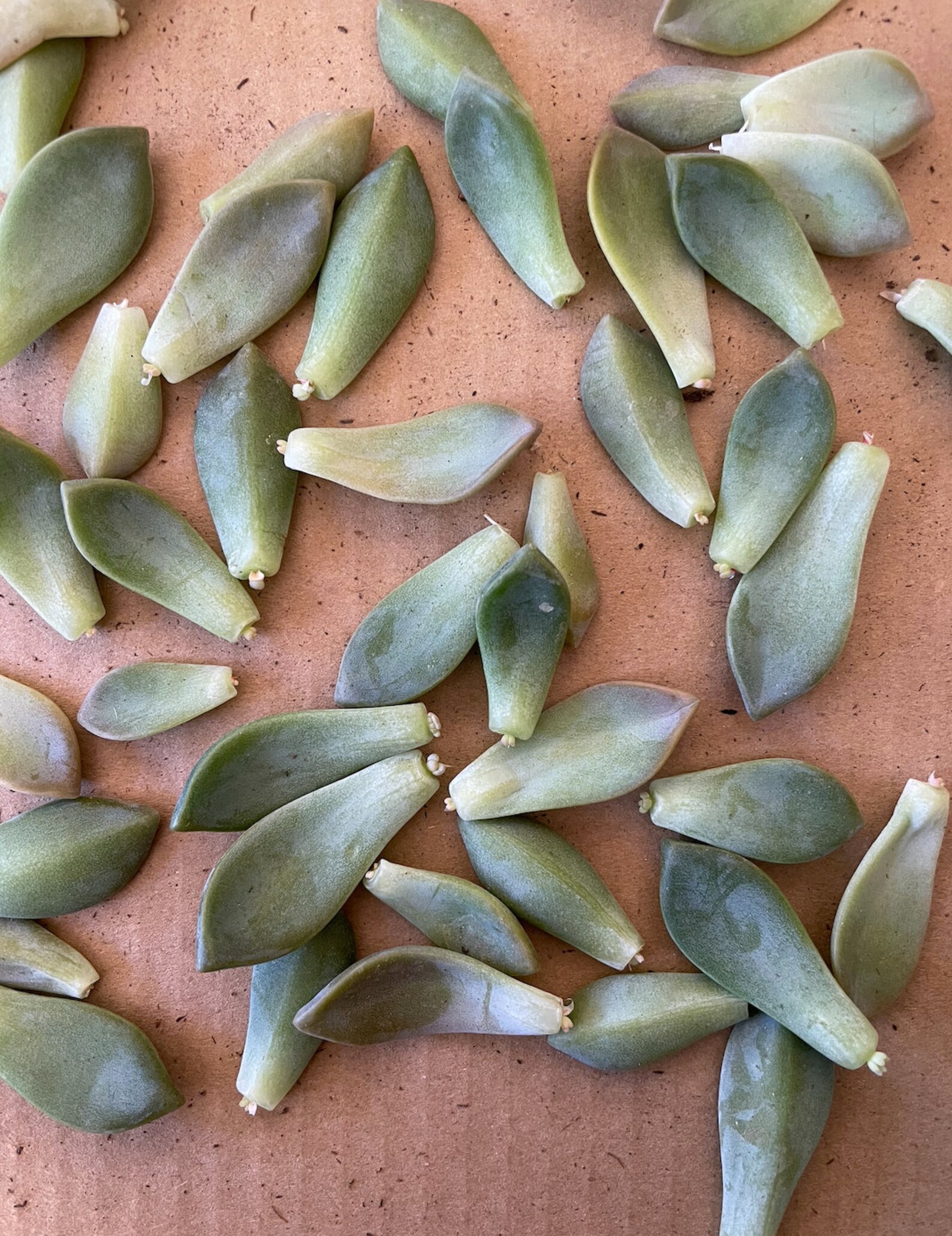 20 Ghost Succulent Leaves for Fast Propagation Graptopetalum ...